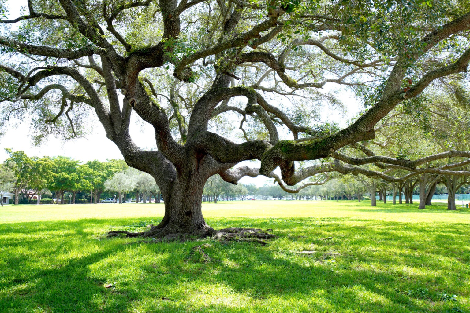 Certified Tree Services in Tampa | Independent Tree Service